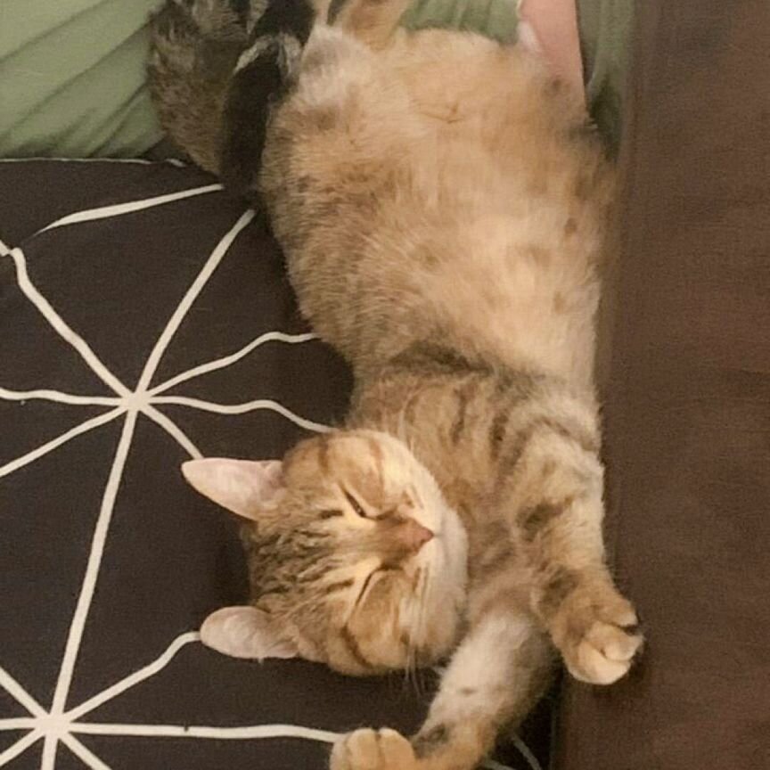 Прекрасное кошачье семейство