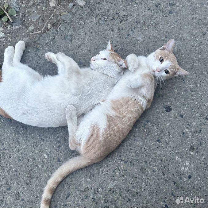 Два кота неразлучника в любящую семью