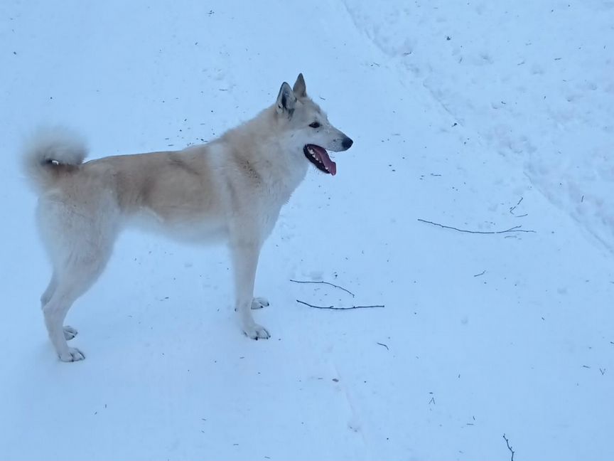 Западно сибирская лайка