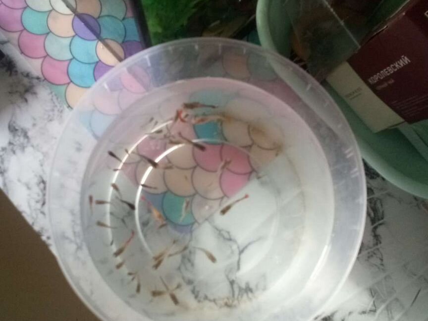 Аквариумные рыбки гуппи