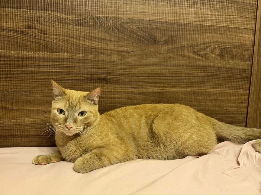 Рыжий кот