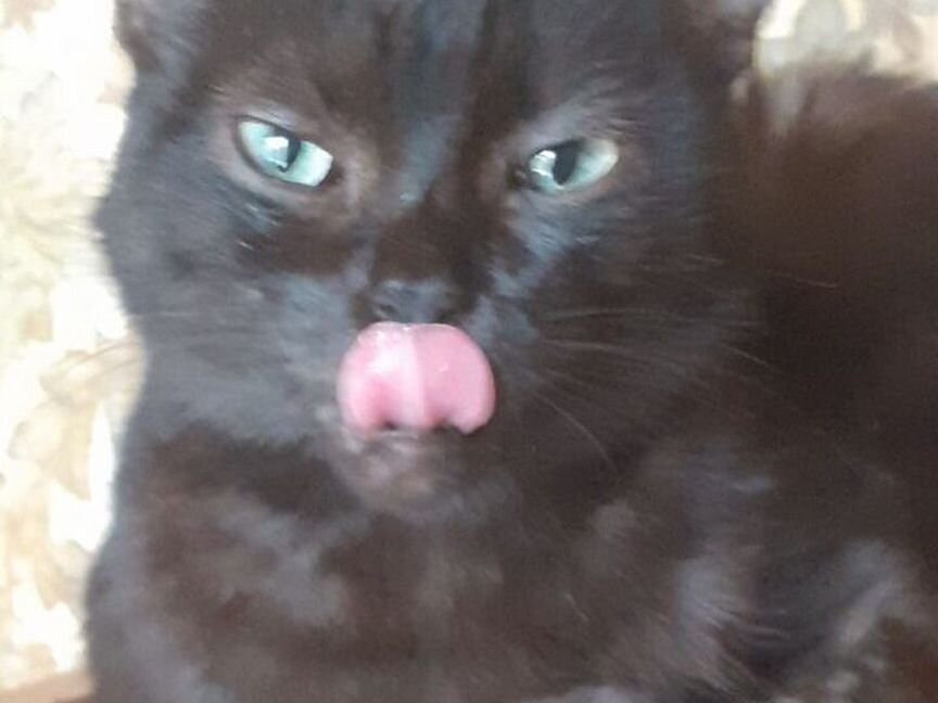 Черная пантера ищет дом