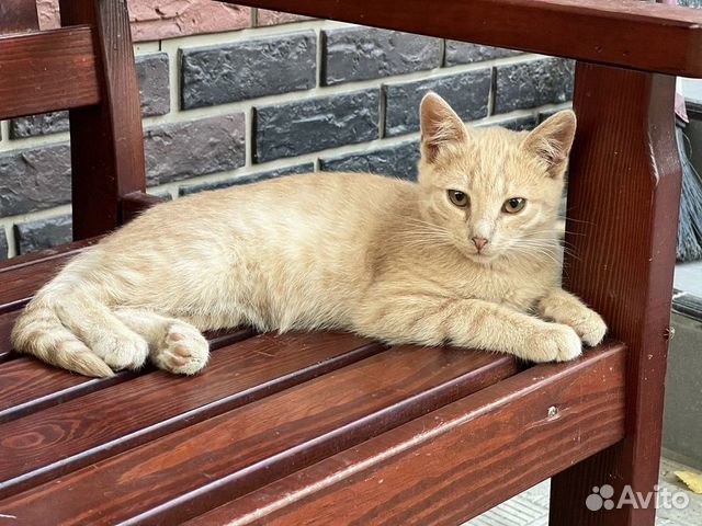Красивый 4 мес котенок Симба ищет семью