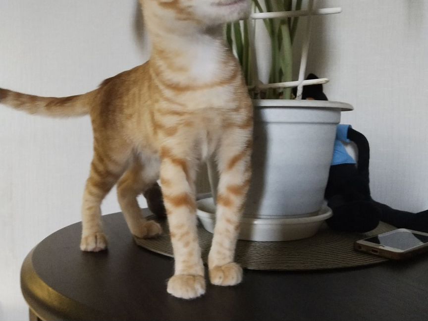 Рыжий котенок в добрые руки