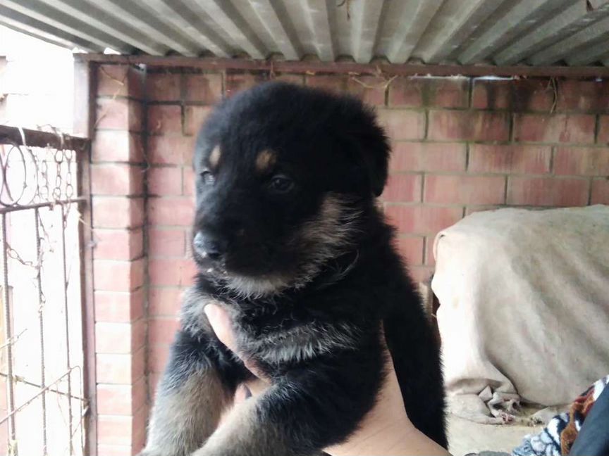 Восточно европейская овчарка