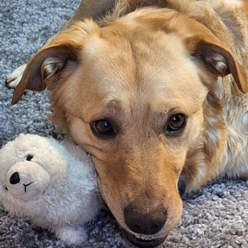 Лабрадор-ретривер, взрослый пёс