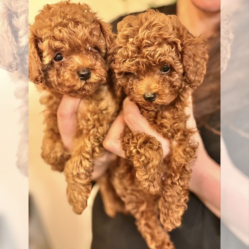 Той-пудель, щенок