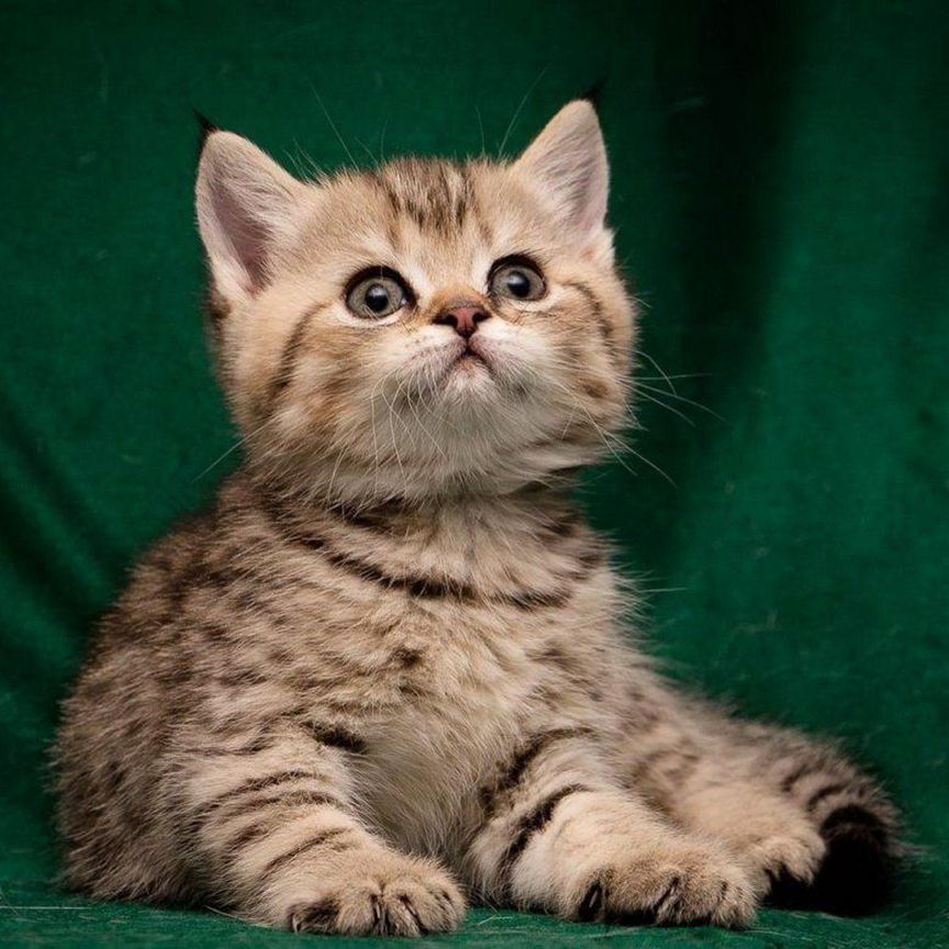 Британцы шиншилки