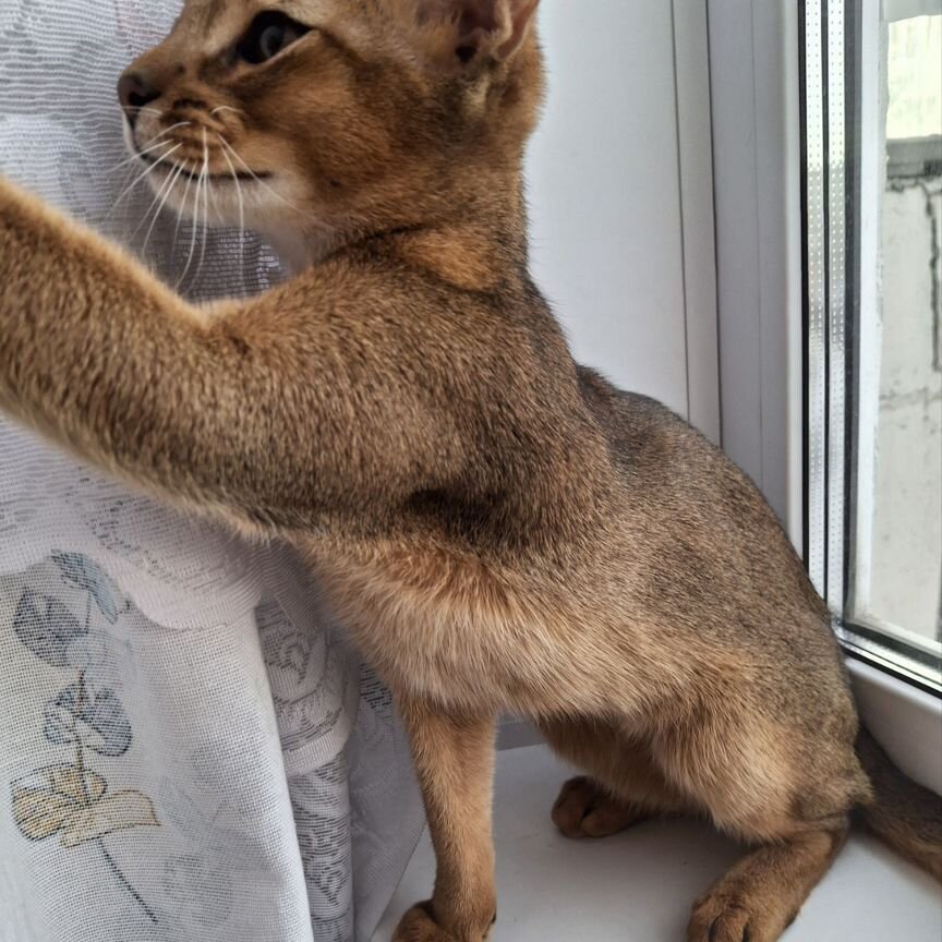 Абиссинские котята