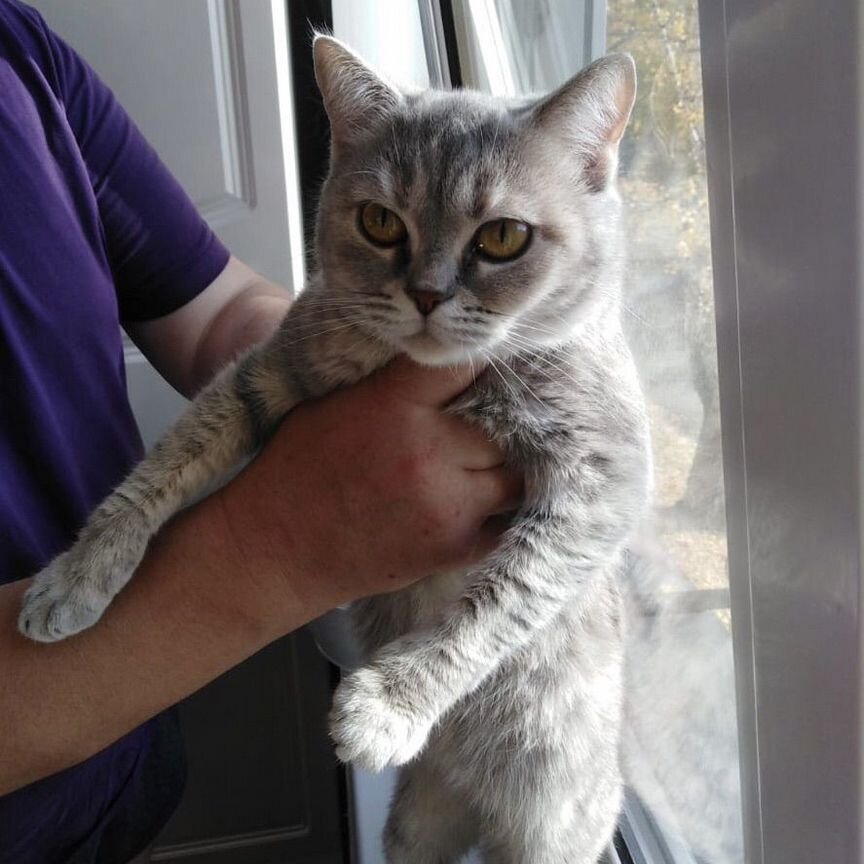 Кошка в добрые руки