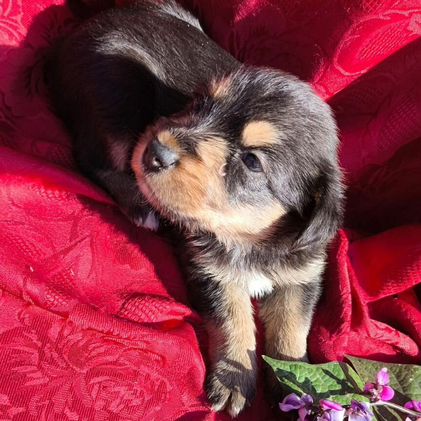 Щенки ищут добрые руки