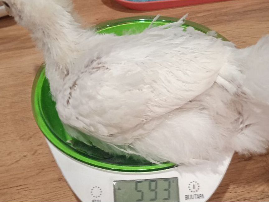 Цыплята Бресс Гальской породы