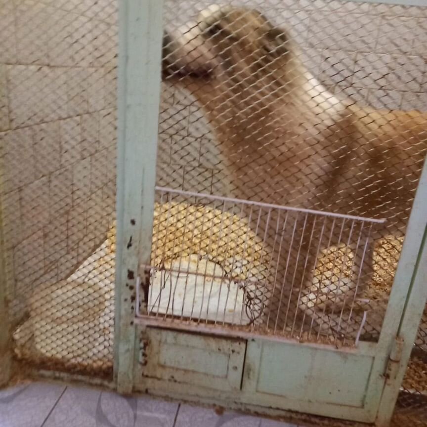 Алабай в добрые руки для охраны девочка