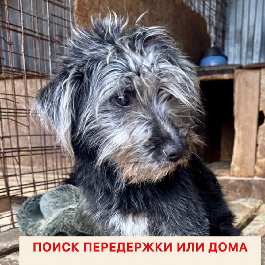 Денди-динмонт-терьер, щенок