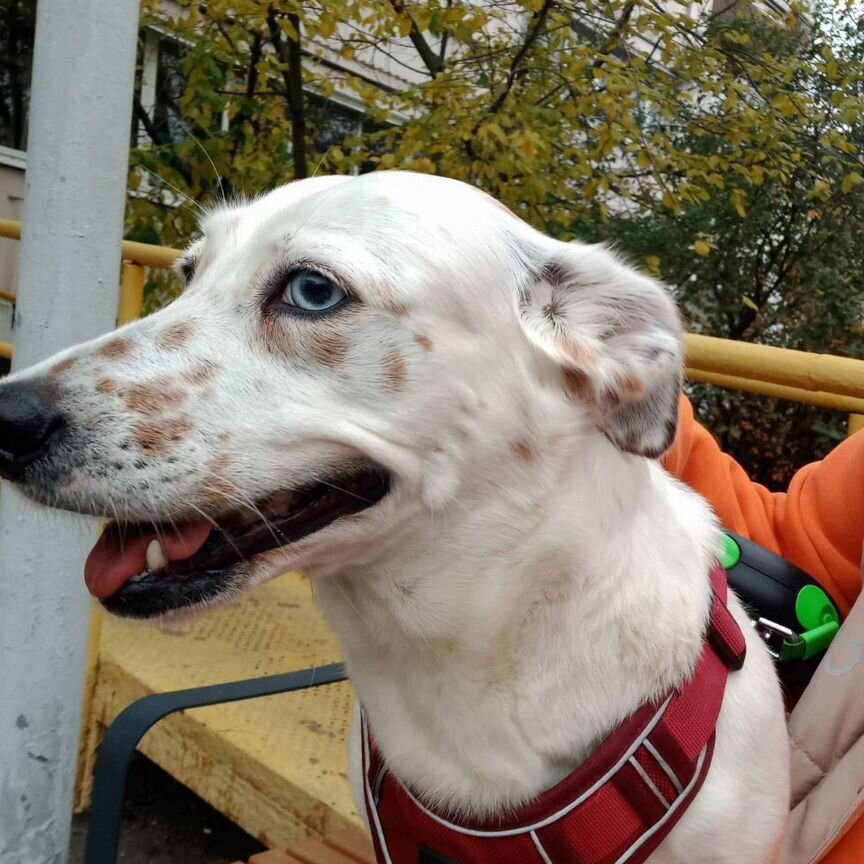 Собака в добрые руки