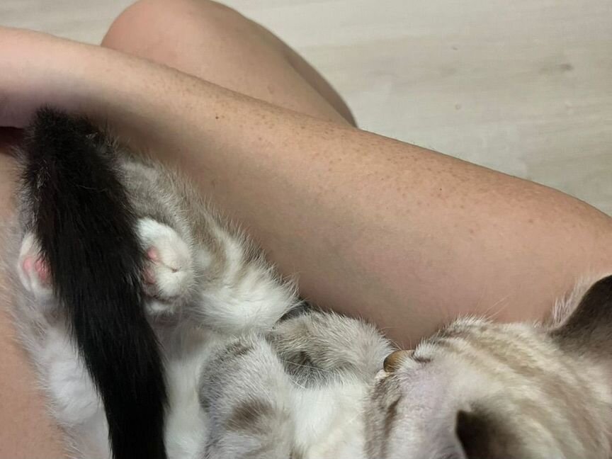 Котенок скоттиш страйт