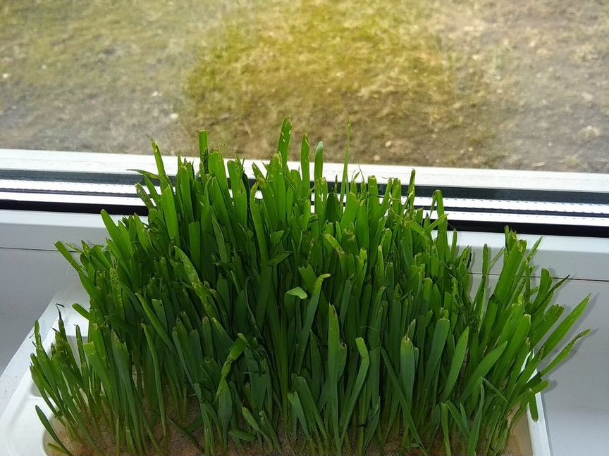 Трава для кошек