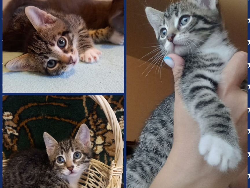 Котята отдам в добрые руки бесплатно