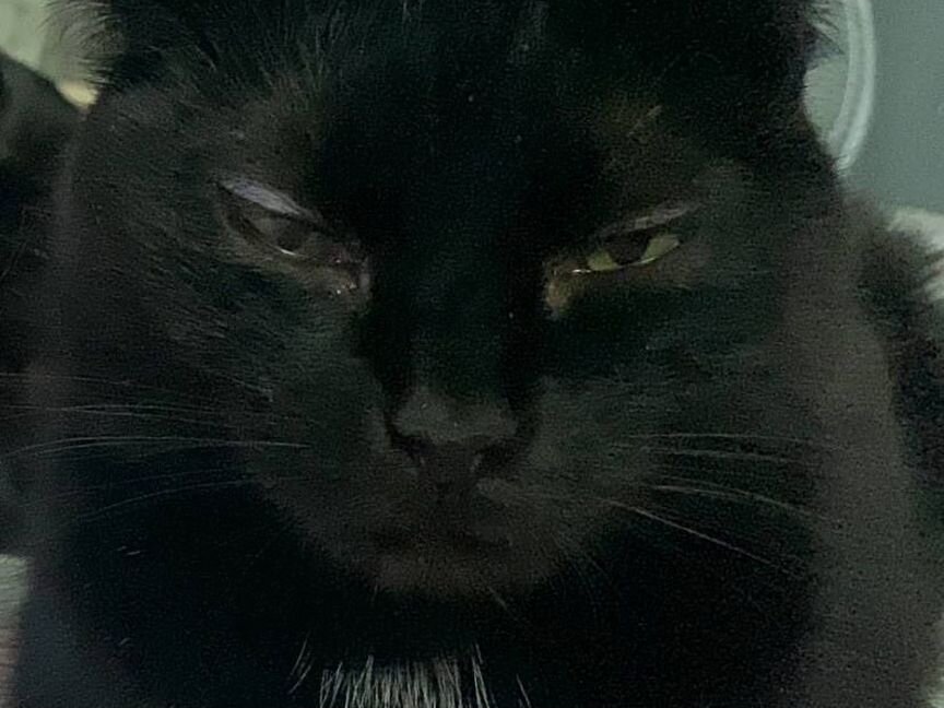 Кошка
