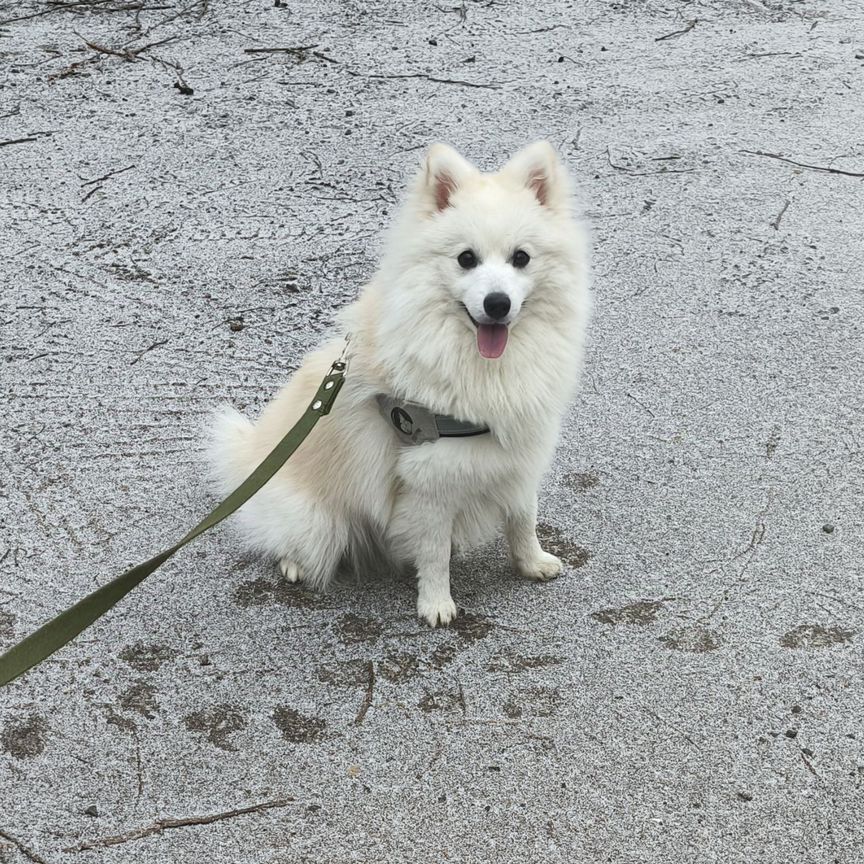Помски в добрые руки
