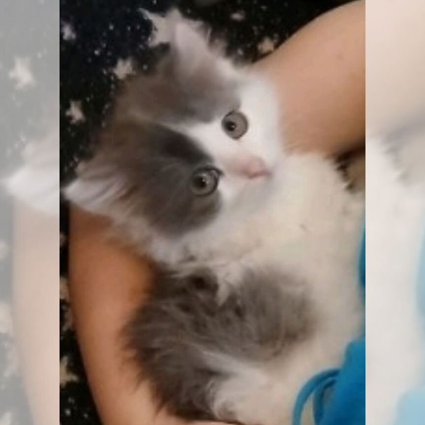Домашние животные котята