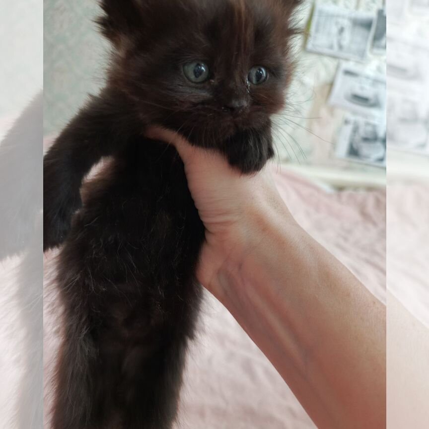 Британский котёнок