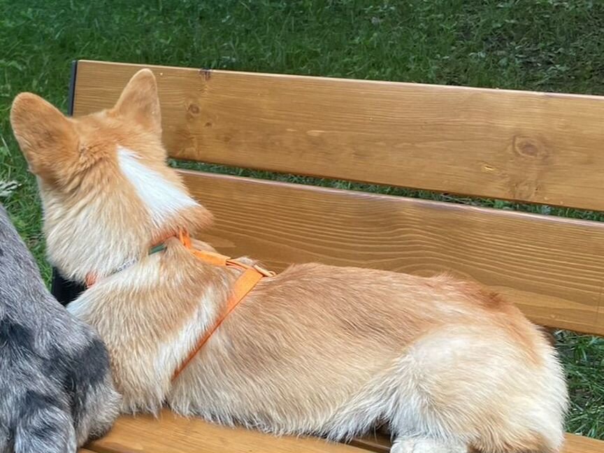 H-Шлейка Zee.Dog Neopro Tangerine 2.0