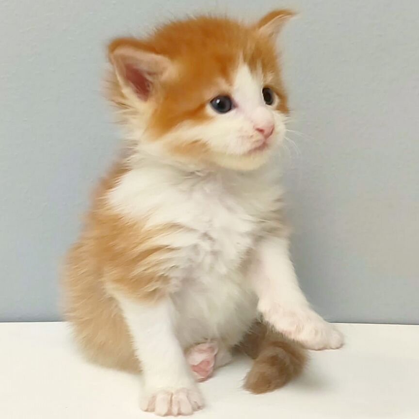 Мейн-кун котёнок