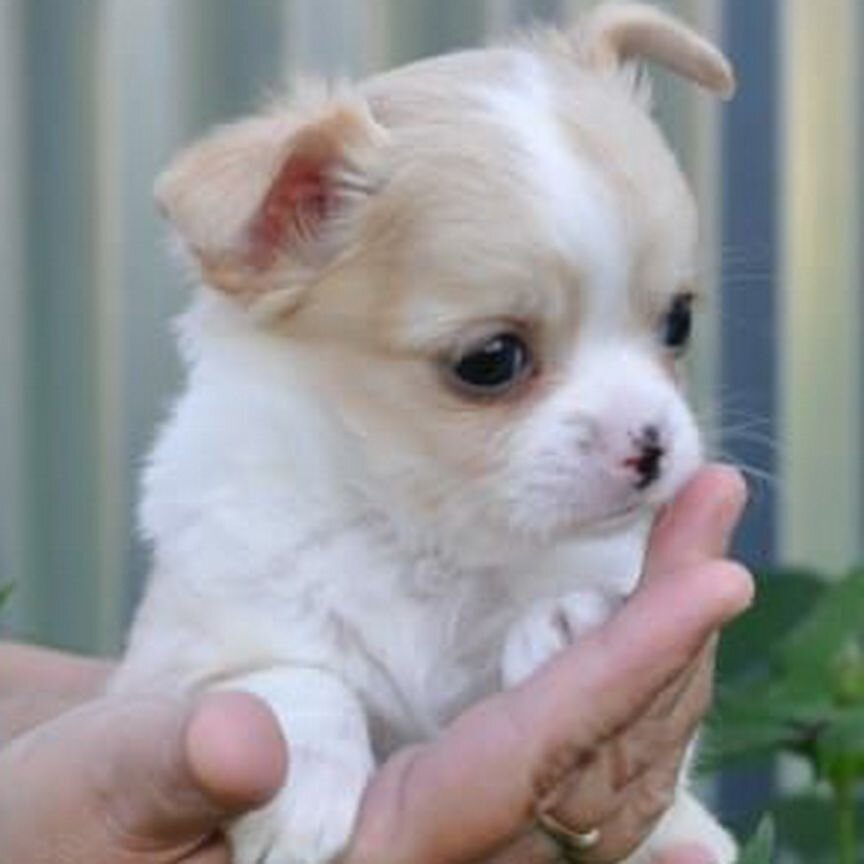 Полярный мишка