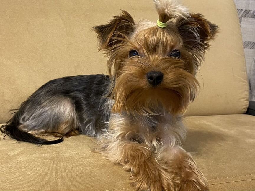 Йоркширский терьер