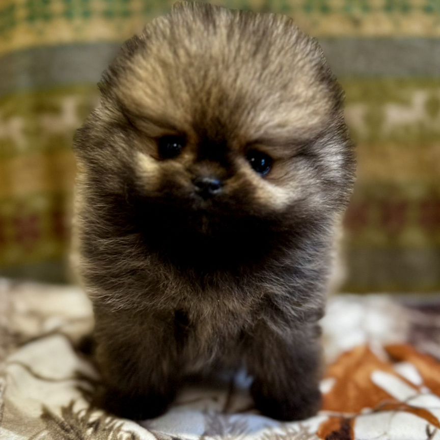 Померанский шпиц, щенок