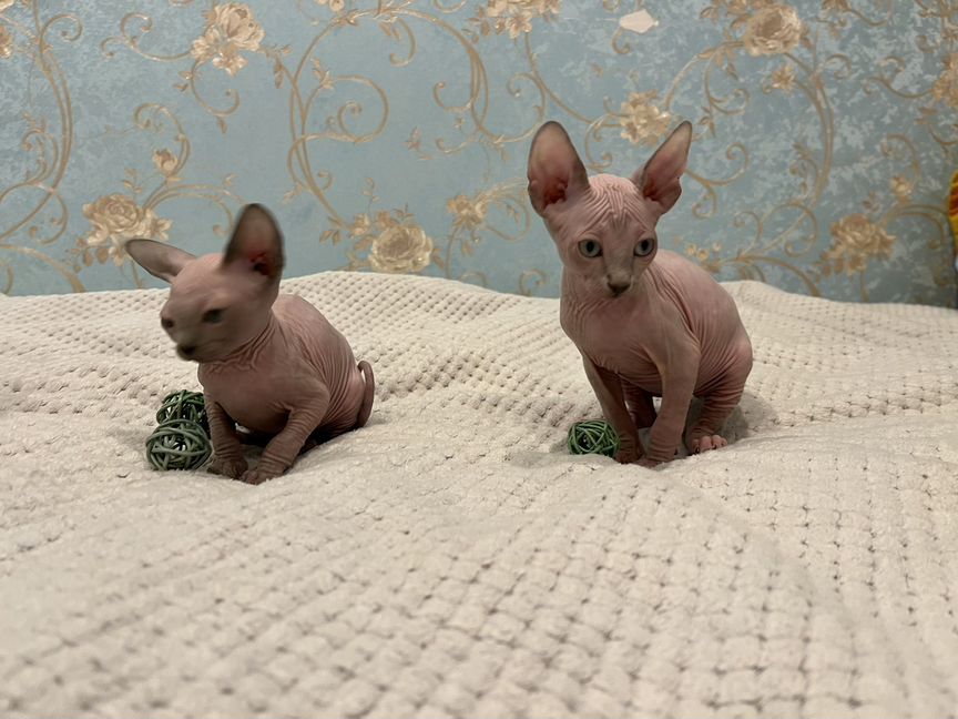 Канадский сфинкс котенок