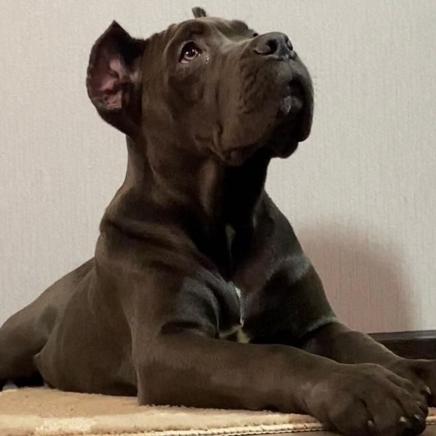 Кане-корсо, щенок