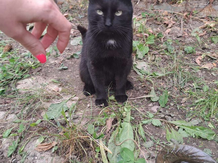 Бедный кот. Нужен дом