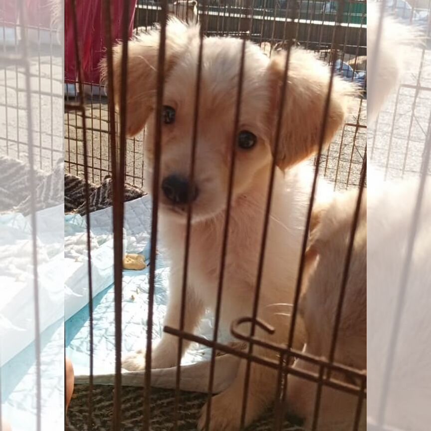 Щенок от частного владельца