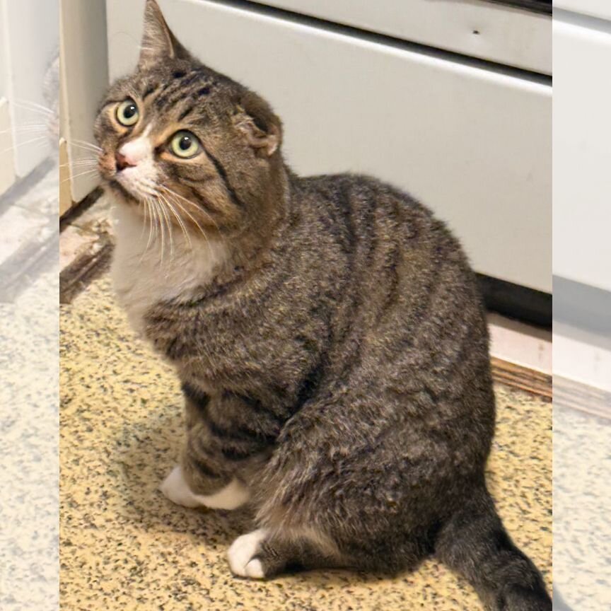 Взрослый кот в добрые руки