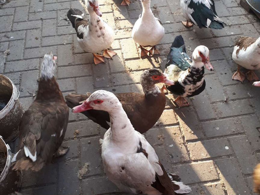 Мускусные утки