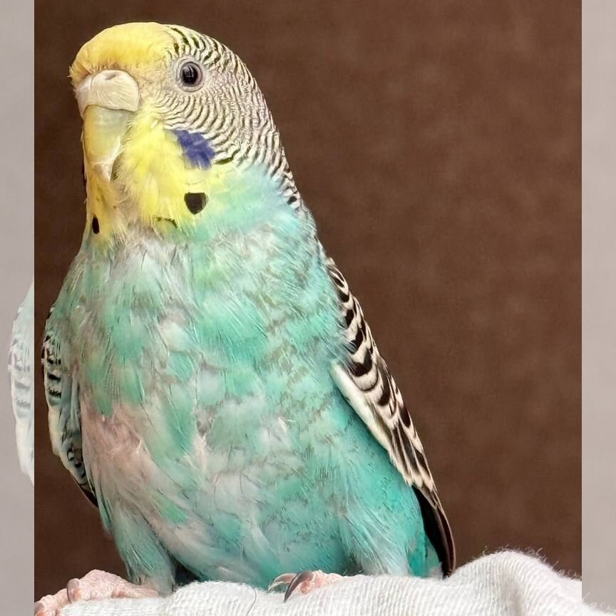 Двое волнистых попугаев со всем необходимым