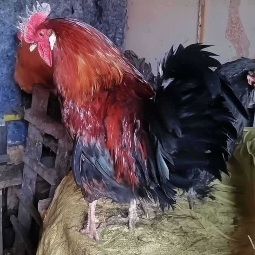 Молодые петухи