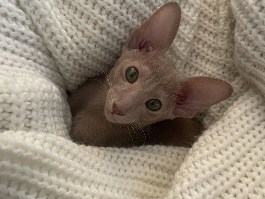 Ориентальная