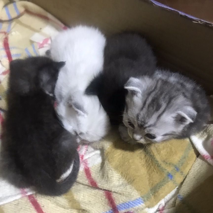 Продаю чистокровных шотландских котят