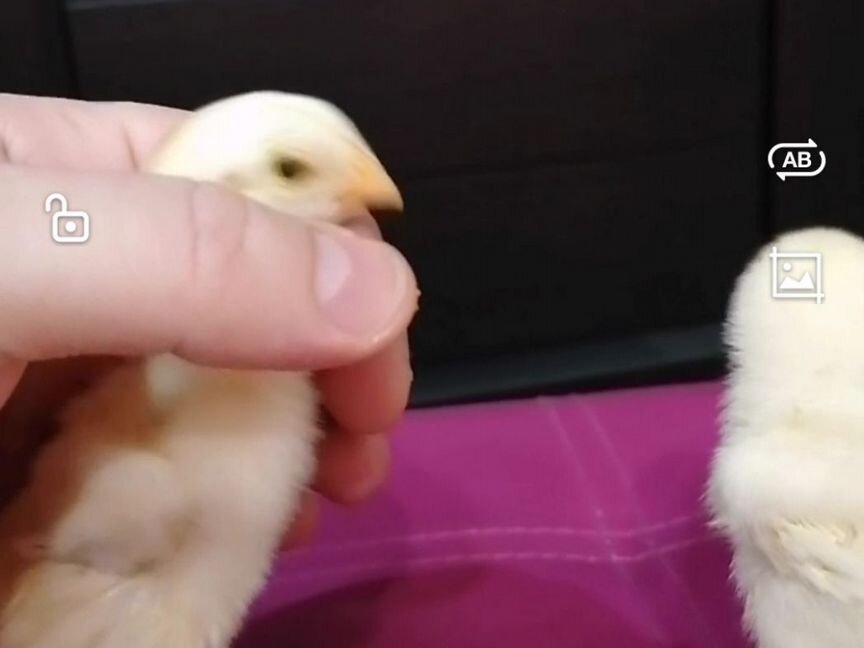 Индийский Азиль короткоклювые длиннохвостый