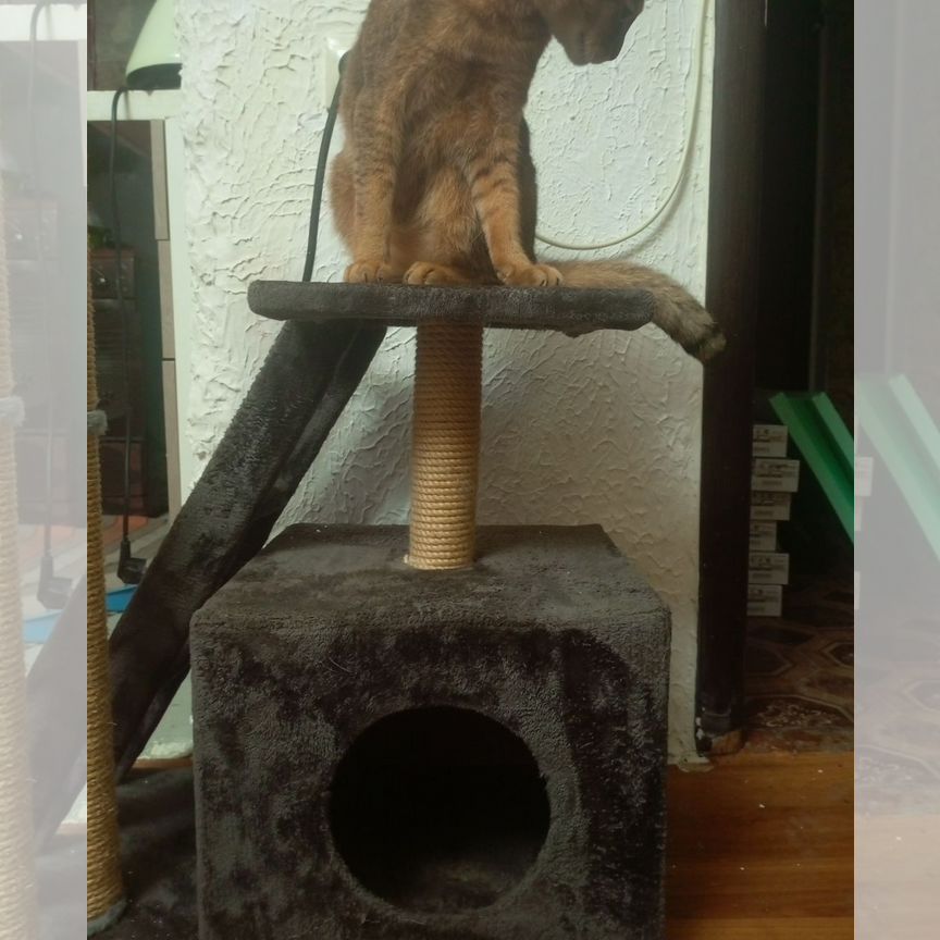 Когтеточка для кошек