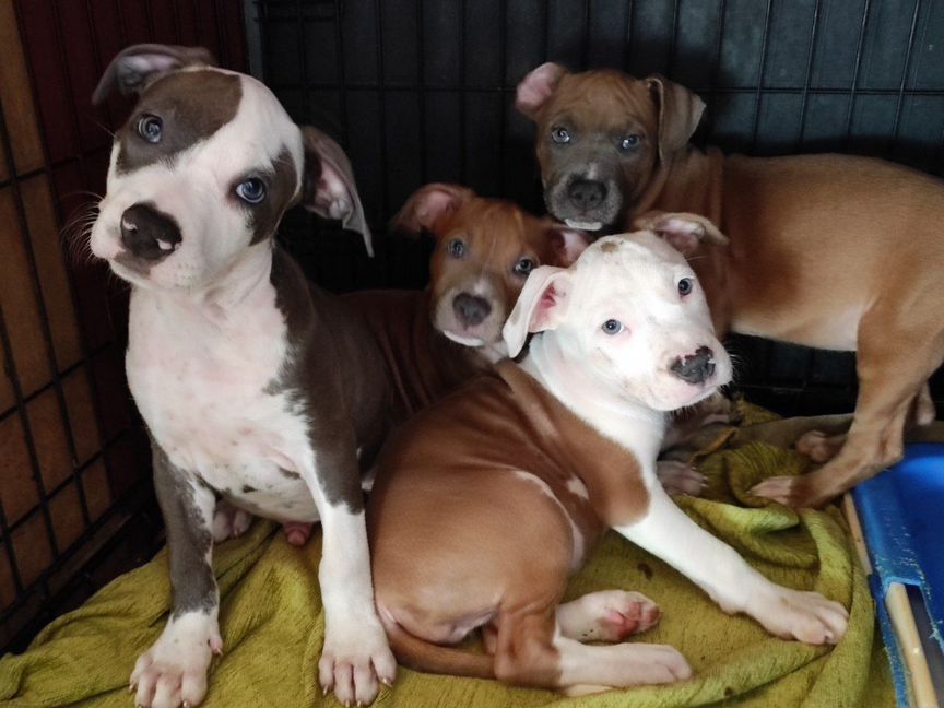 Стаффордширский терьер девочки и мальчик