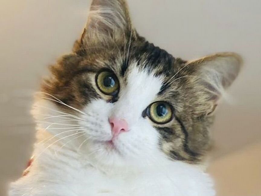 Котенок Фимка невероятного характера ишет дом