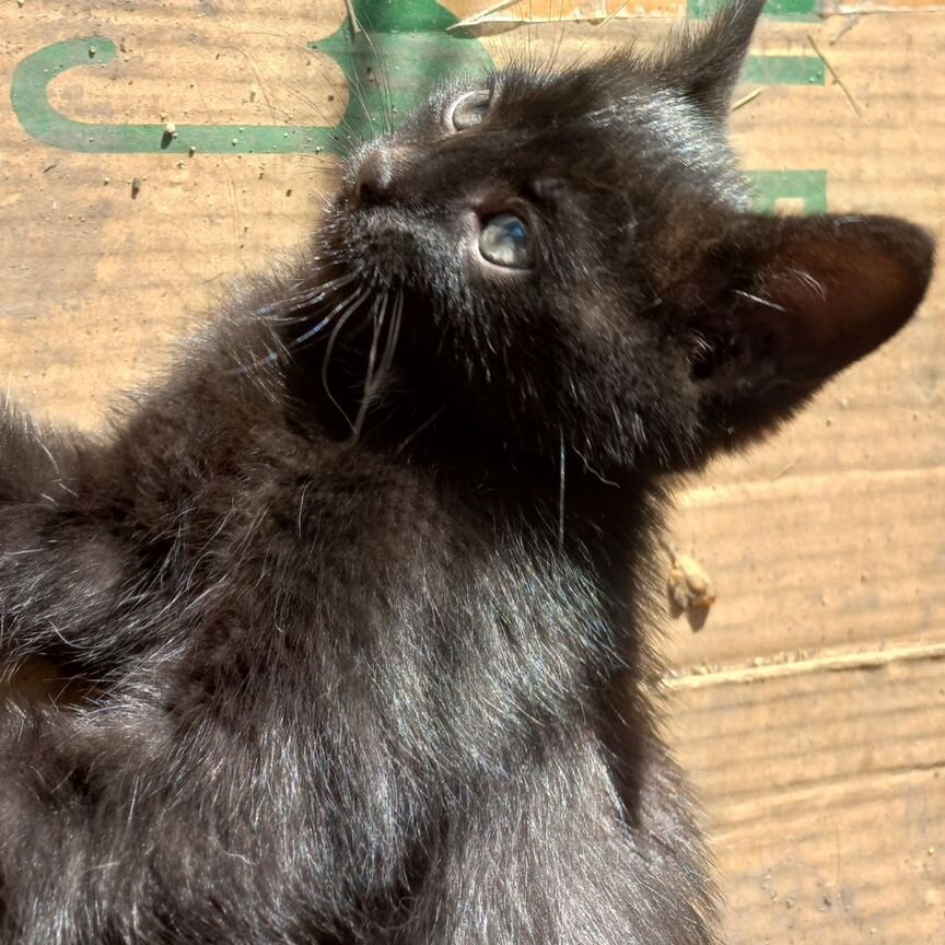 Котёнок в добрые руки