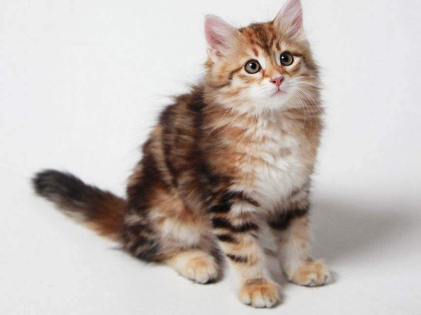 Котята сибирской породы