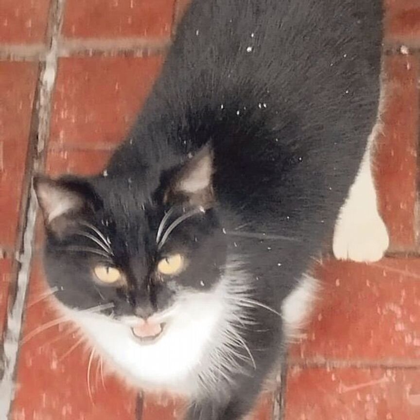 Котенок девочка