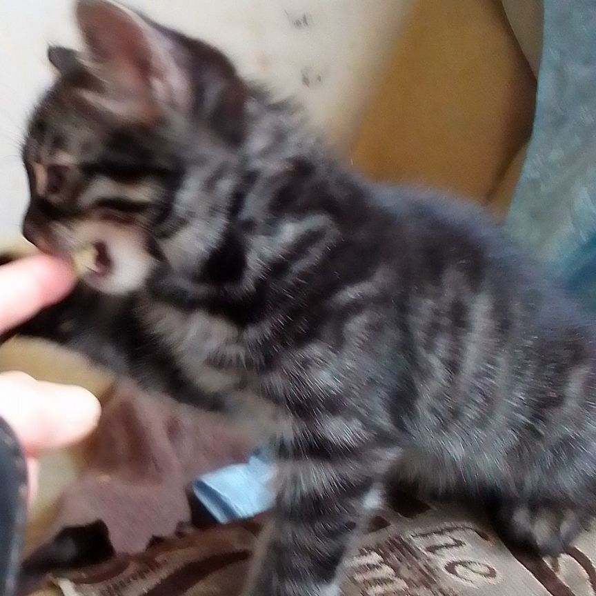 Котик