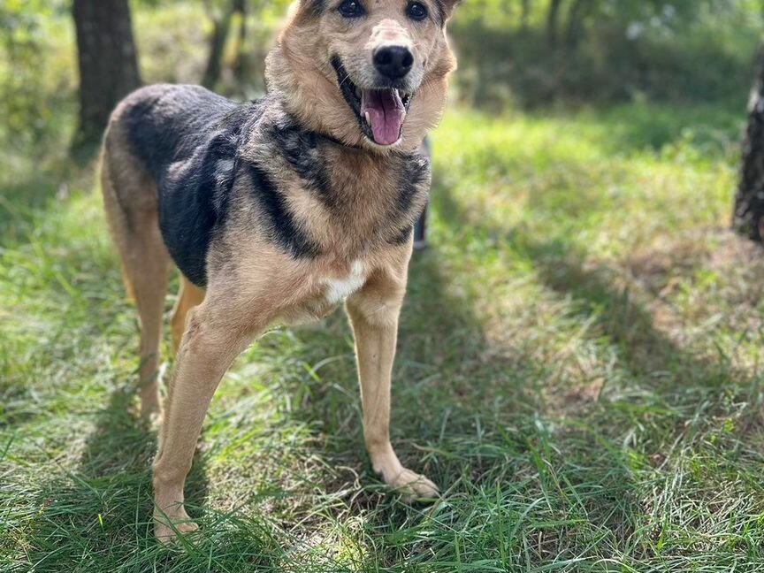 Чудесная собака из приюта